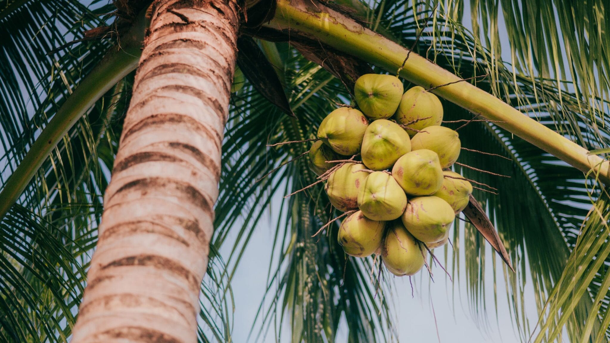 How to Grow Coconut Tree: A Simple Guide for Beginners - www.agribuzz.org